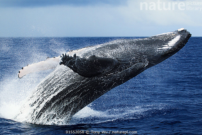 Breaching Male Humpback Whale