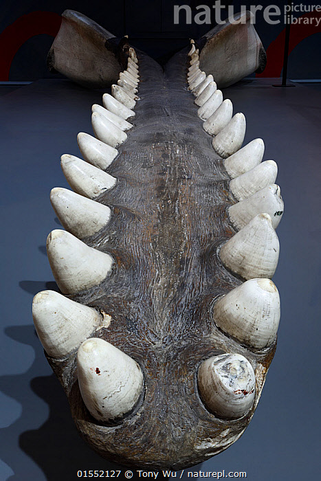 Stock photo of Sperm whale (Physeter macrocephalus) male jaw bone ...