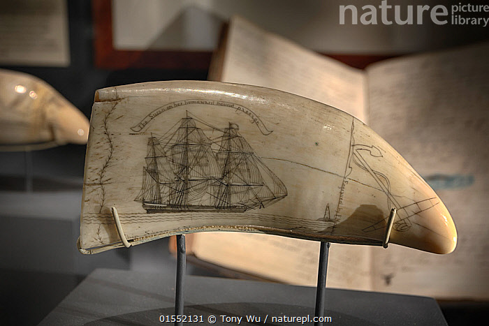 Stock photo of Sperm whale (Physeter macrocephalus) tooth scrimshaw on ...