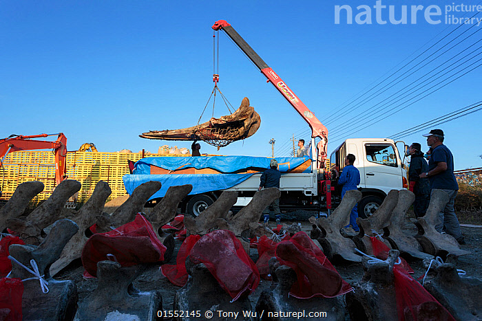 Stock photo of Crane lifting the heavy skull of an exhumed Fin whale ...