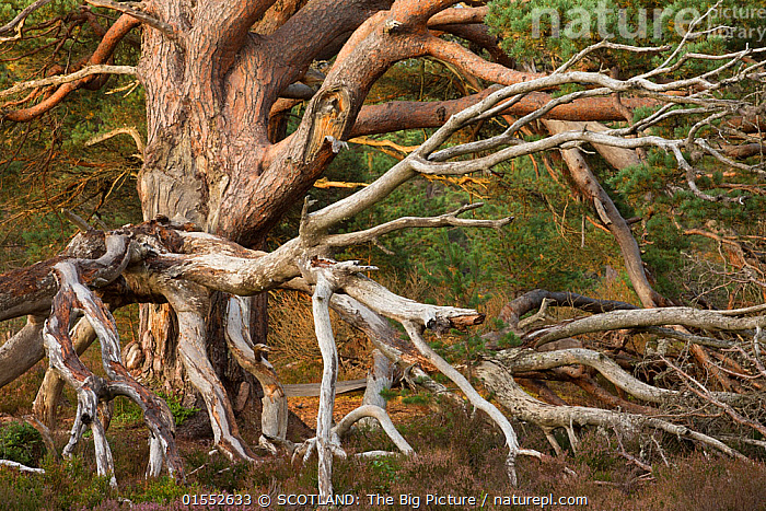 Stock photo of Tangled dead boughs of veteran Scots Pine (Pinus ...