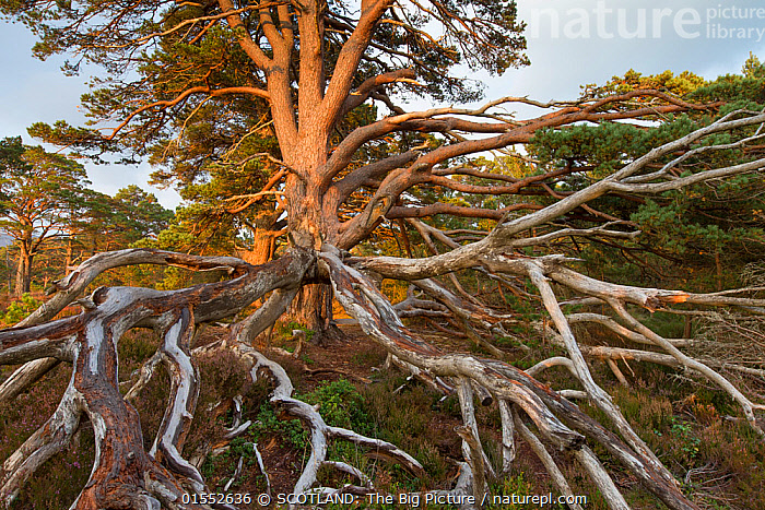 Stock photo of Tangled dead boughs of veteran Scots Pine (Pinus ...