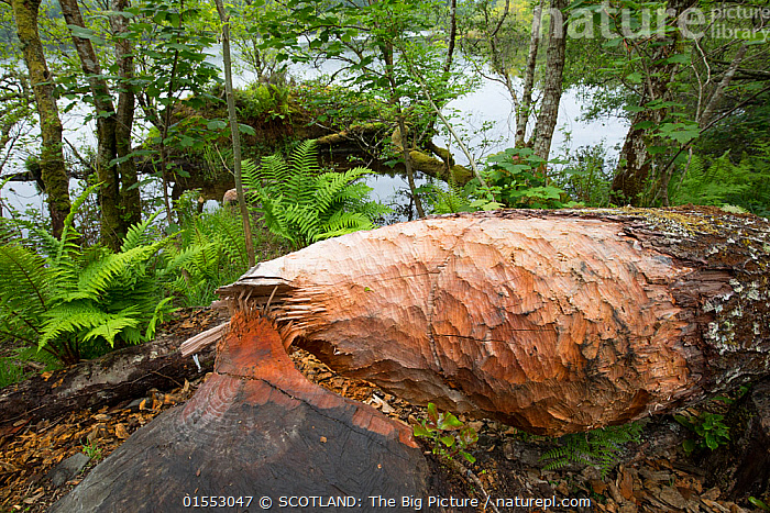 Stock photo of Felled tree, a sign of Eurasian beaver (Castor fiber ...