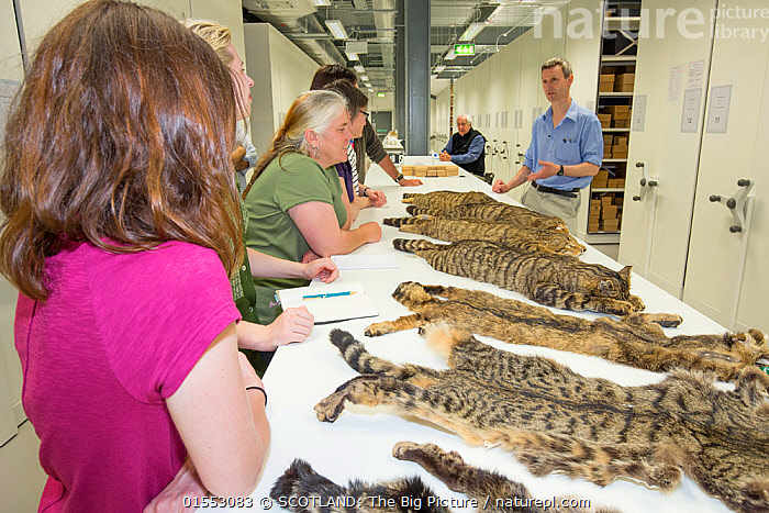 Stock photo of Scottish Wildcat Action project staff learning about ...