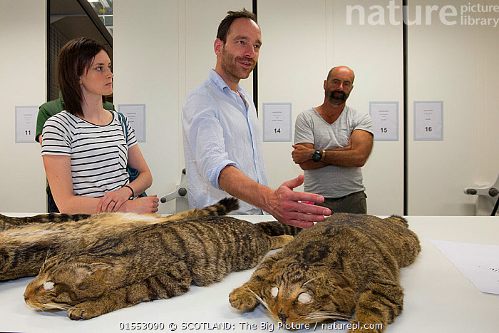 Stock photo of Scottish Wildcat Action project staff learning about ...