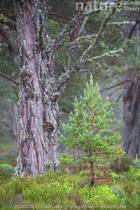 Stock photo of Young Scots pine (Pinus sylvestris) with veteran tree ...