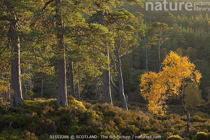Stock photo of Silver birch (Betula pendula) and Scots pine (Pinus ...