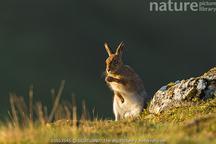 Stock photo of Mountain hare (Lepus timidus) shaking water from front ...