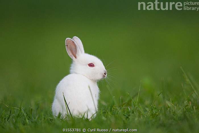 Stock photo of Rabbit (Oryctolagus cuniculus) juvenile albino, Burgundy ...