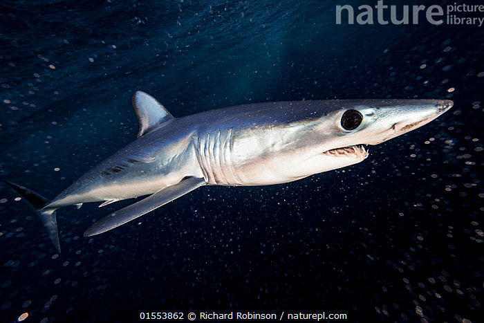 Stock photo of Shortfin mako shark (Isurus oxyrinchus) just below ...
