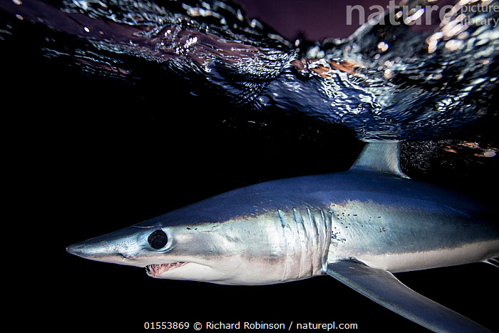 Stock photo of Shortfin mako shark (Isurus oxyrinchus) profile just ...