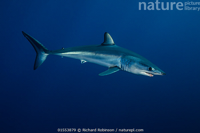 Stock photo of Shortfin mako shark (Isurus oxyrinchus) profile portrait ...