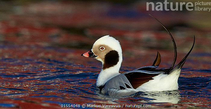 Stock photo of Long-tailed duck (Clangula hyemalis) male profile on ...