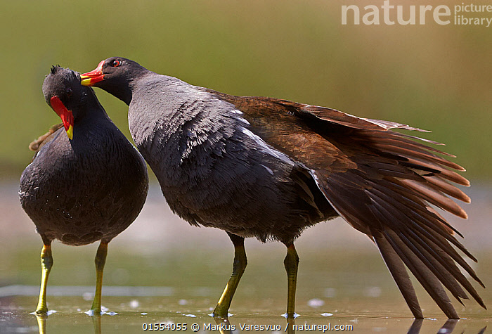 Stock photo of Moorhen (Gallinula chloropus) one preening another, part ...
