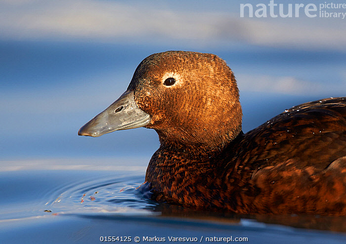 Stock photo of Steller's eider (Polysticta stelleri) female on water ...