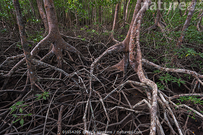 Stock photo of Red mangrove forest (Rhizophora mangle) along the ...