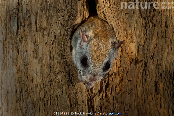 Stock photo of Northern flying squirrel (Glaucomys sabrinus) in nest ...