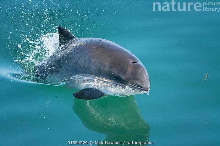 Stock photo of Harbour porpoise, (Phocoena phocoena) porpoising, Bay of ...
