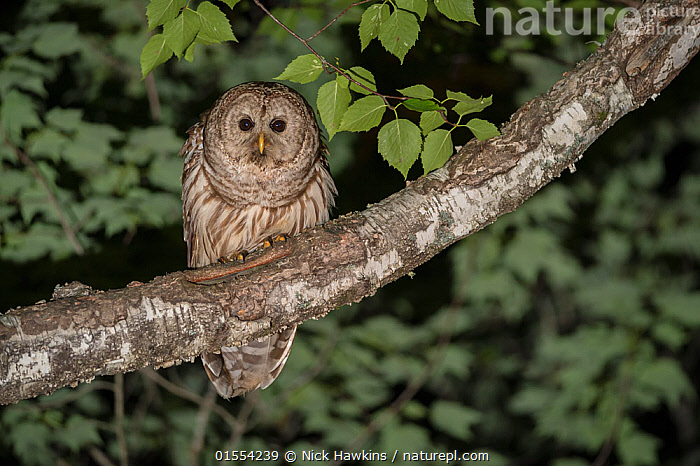 Stock photo of Barred owl (Strix varia) New Brunswick, Canada, June ...