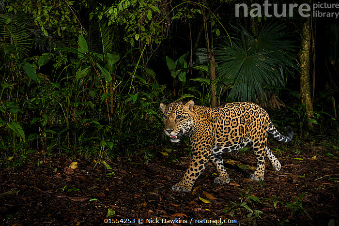 Stock photo of Jaguar (Panthera onca) camera trap image, Tortuguero ...