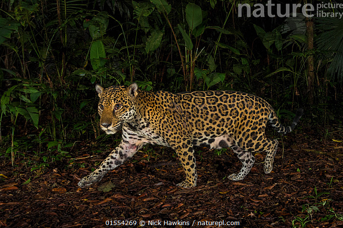 Stock photo of Jaguar (Panthera onca) camera trap image, Tortuguero ...