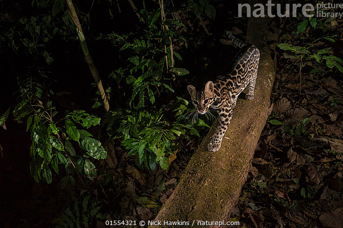 Stock photo of Ocelot (Leopardus pardalis) camera trap image, Nicoya ...