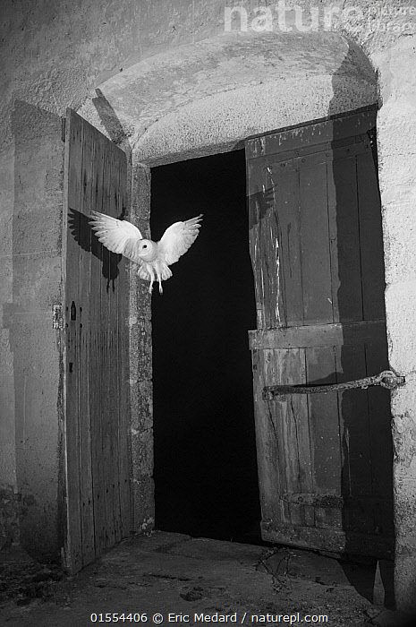 Stock photo of Barn owl (Tyto alba) flying into church at night taken ...