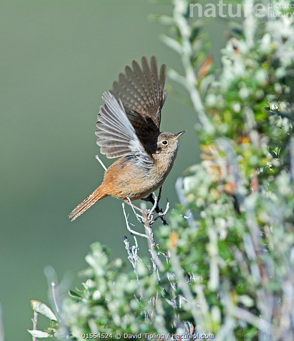 Stock photo of Southern House wren (Troglodytes aedon musculus) Torres ...