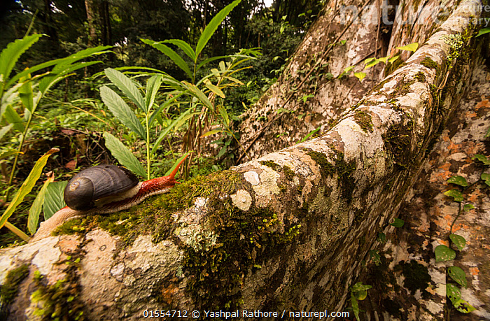 Stock photo of Snail (Indrella ampulla) Coorg, Karnataka, India ...