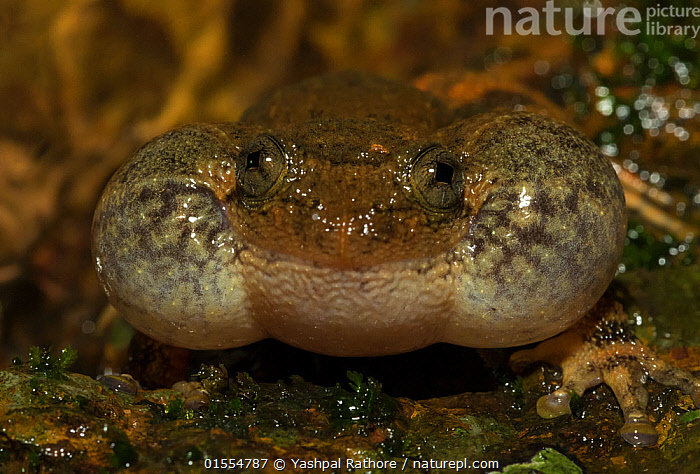 Stock photo of Humayuns night frog (nyctibatrachus humayuni), close-up ...
