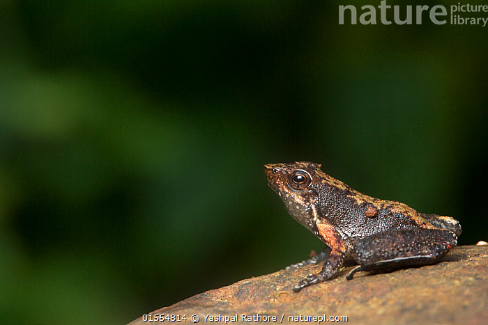 Stock photo of Dancing frog (Micrixalus saxicola) endemic to Western ...