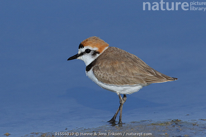Stock photo of Kentish plover (Charadrius alexandrinus) male, Oman ...