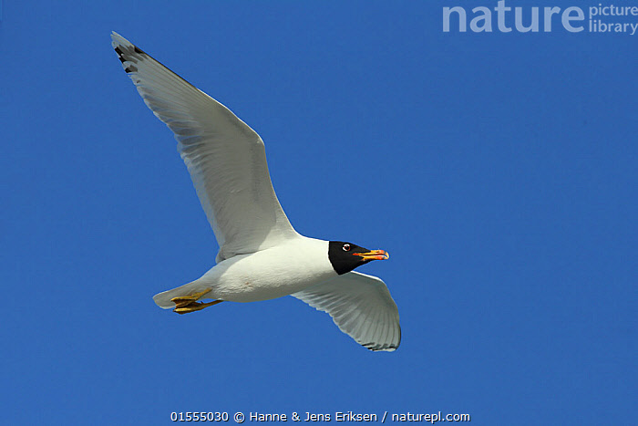 Stock photo of Pallas's gull (Ichthyaetus ichthyaetus) adult in flight ...
