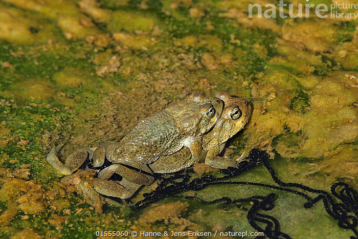 Stock photo of Arabian toad (Duttaphrynus arabicus) pair, mating, and ...