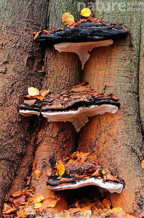 Stock photo of Southern bracket fungus (Ganoderma Australe) growing on ...