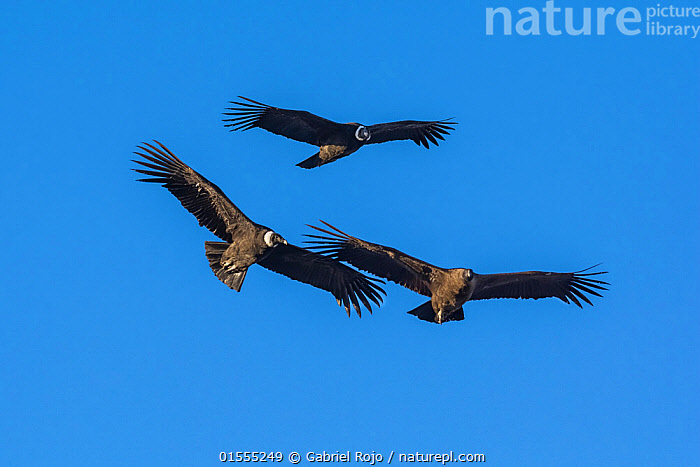 Stock photo of Andean condors (Vultur gryphus) in flight, Torres del ...