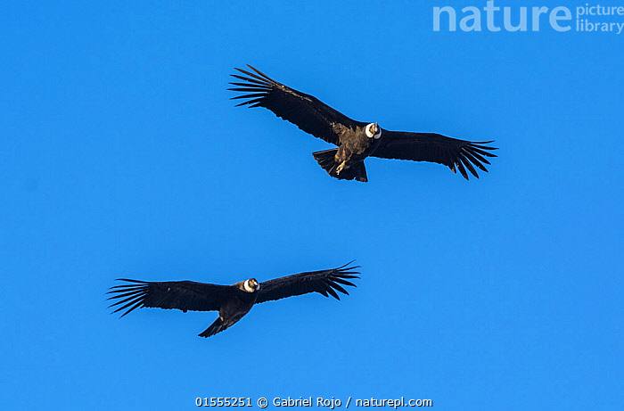 Stock photo of Andean condors (Vultur gryphus) in flight, Torres del ...