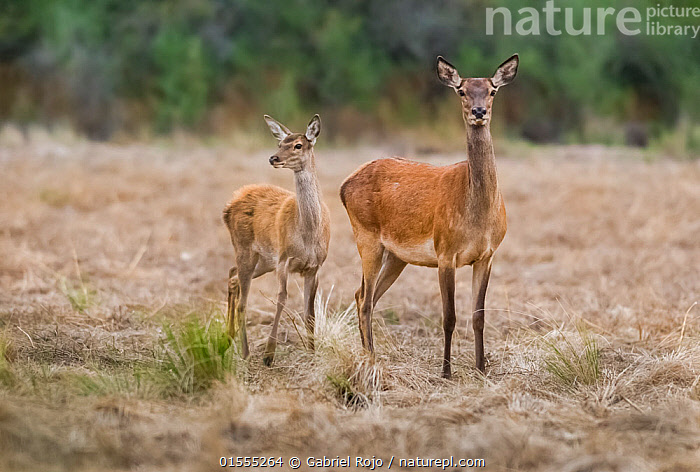 Stock photo of Red deer (Cervus elaphus) hind and fawn, La Pampa ...