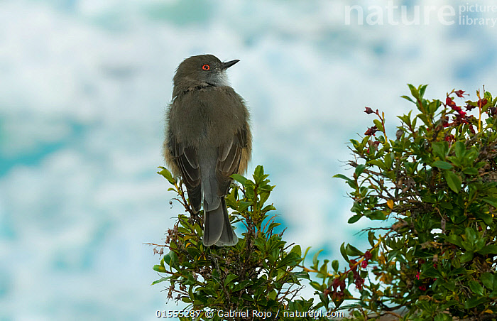Stock photo of Fire-eyed diucon (Xolmis pyrope) Perito Moreno Glacier ...