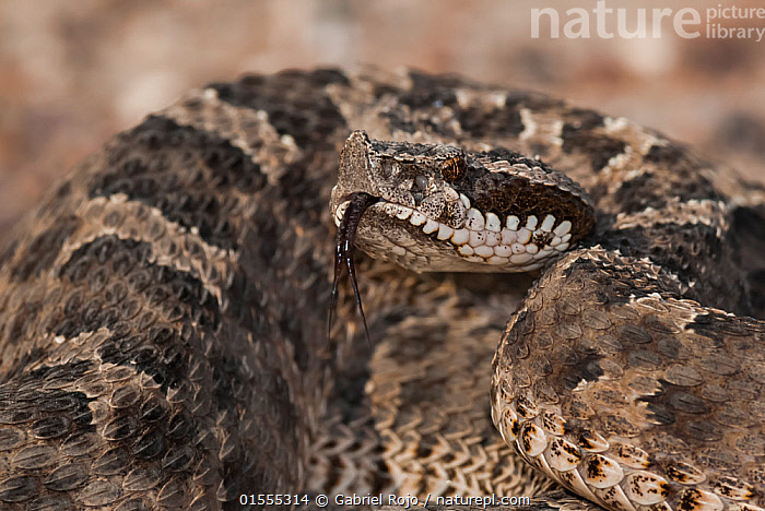 Stock photo of Patagonian lancehead snake (Bothrops ammodytoides ...