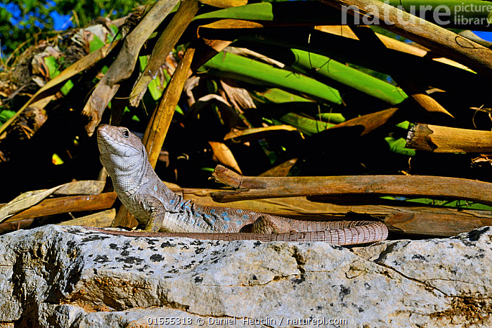 Stock photo of Sierre Nevada lizard (Timon nevadensis) captive ...