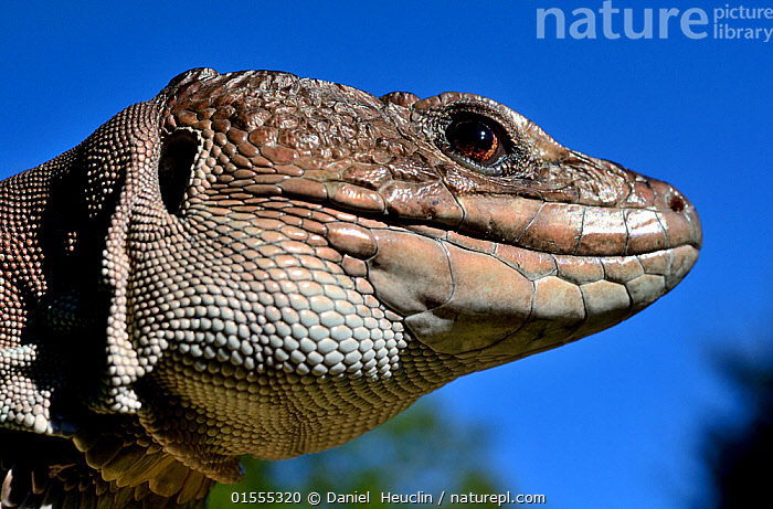 Stock photo of Sierre Nevada lizard (Timon nevadensis) captive ...
