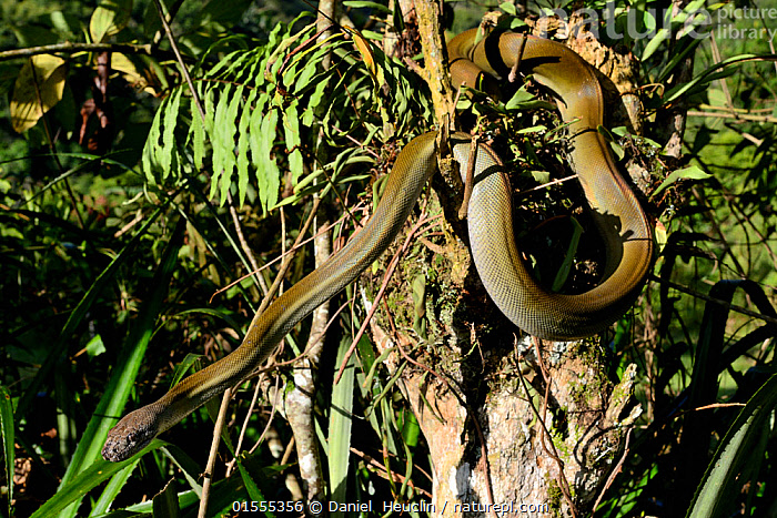 Stock photo of Papuan olive python (Liasis papuana) in tree, Papua New ...