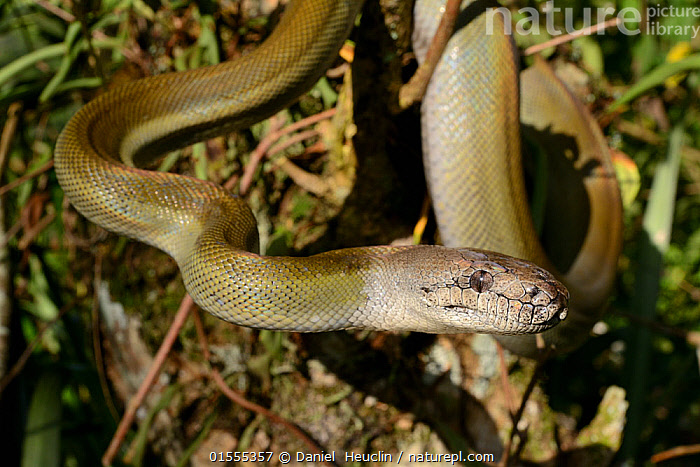 Stock photo of Papuan olive python (Liasis papuana) Papua New Guinea ...