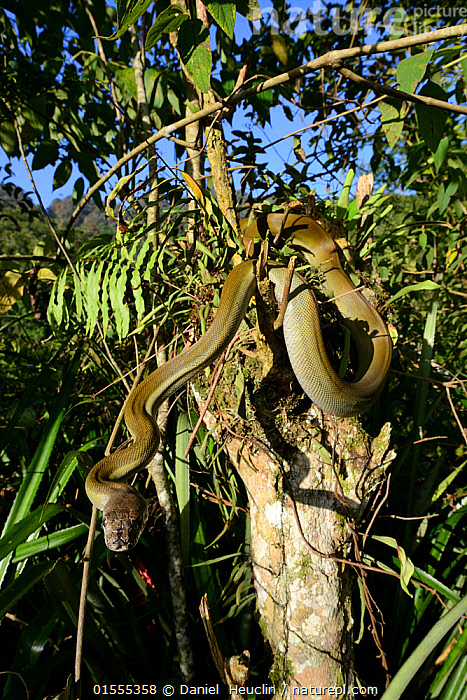 Stock photo of Papuan olive python (Liasis papuana) in tree, Papua New ...