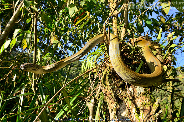 Stock photo of Papuan olive python (Liasis papuana) in tree, Papua New ...