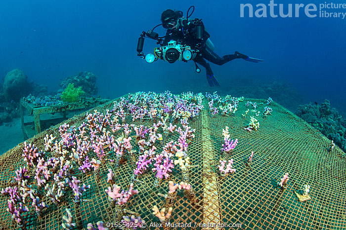 Stock photo of A diver (Eleonora Manca) examines a coral propagation ...