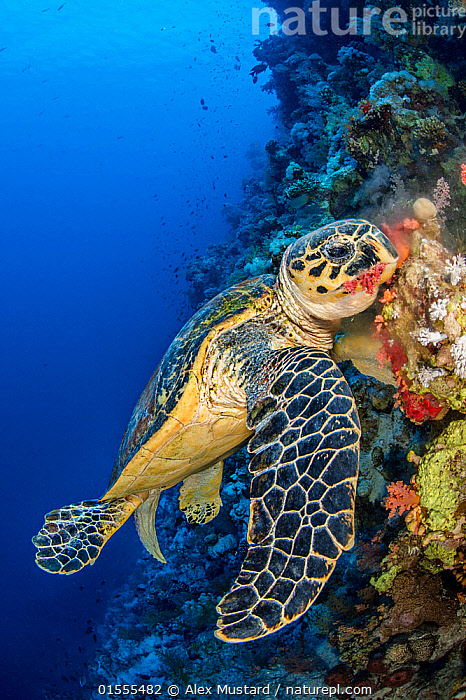 Stock photo of Hawksbill turtle (Eretmochelys imbricata) male chomps on ...