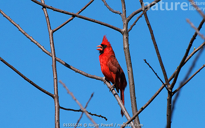 Stock photo of Northern cardinal (Cardinalis cardinalis) male singing ...