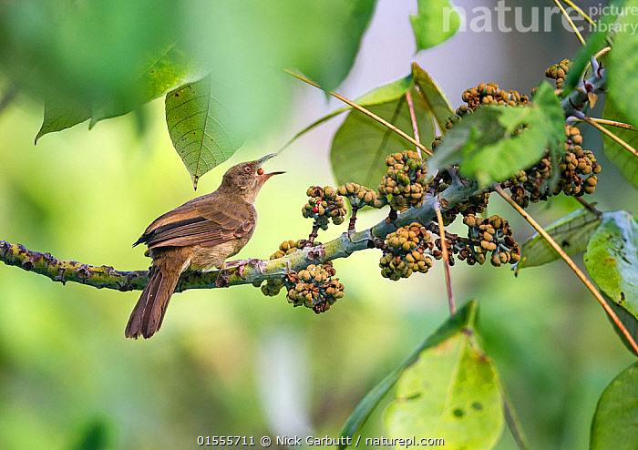 Stock photo of Red-eyed bulbul (Pycnonotus brunneus) feeding on fruit ...